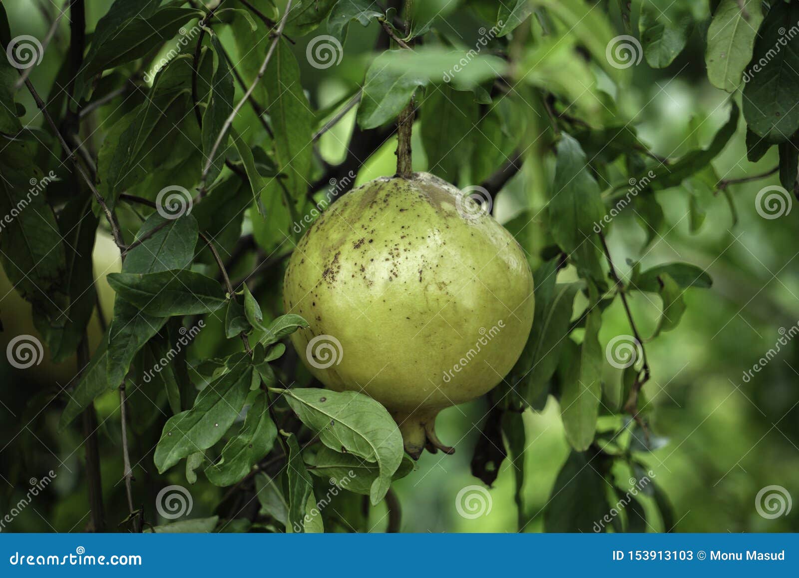 Pomegranate, Annar, Anar Grafted - Plant Stock Image - Image of leaf ...