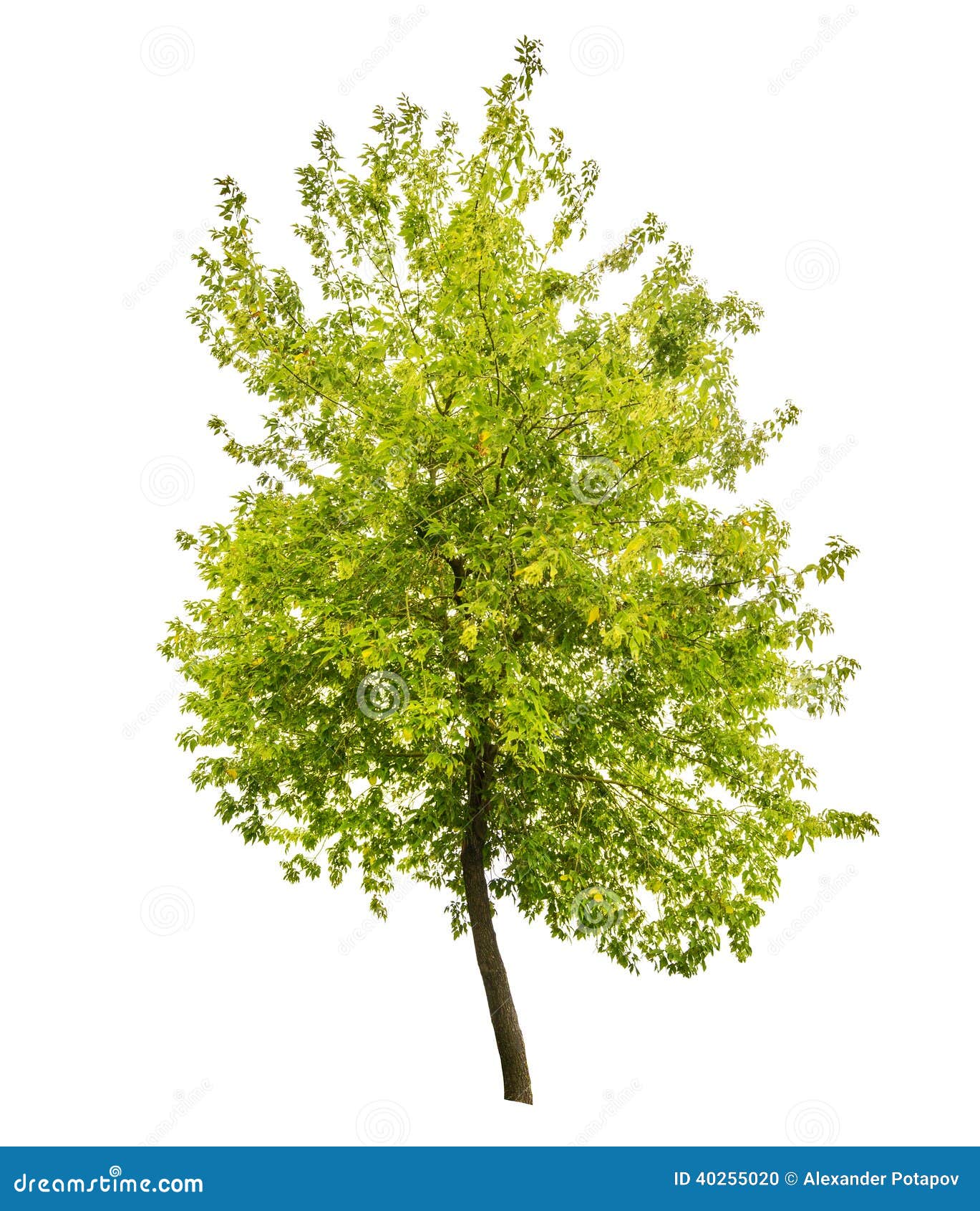 Isolated Green Summer Small Tree Stock Photo - Image of green, leaf ...