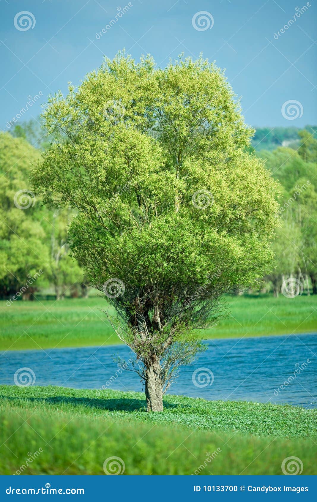 Isolated green summer tree stock photo. Image of water - 10133700