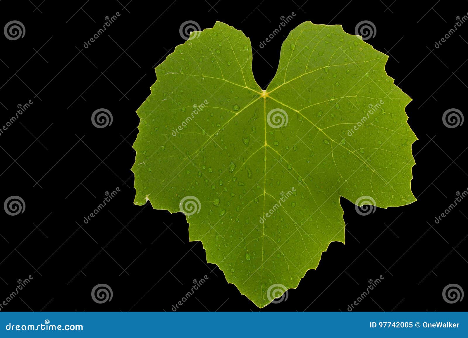Isolated Green Textured Grape Leaf, Front. Stock Image - Image of ...