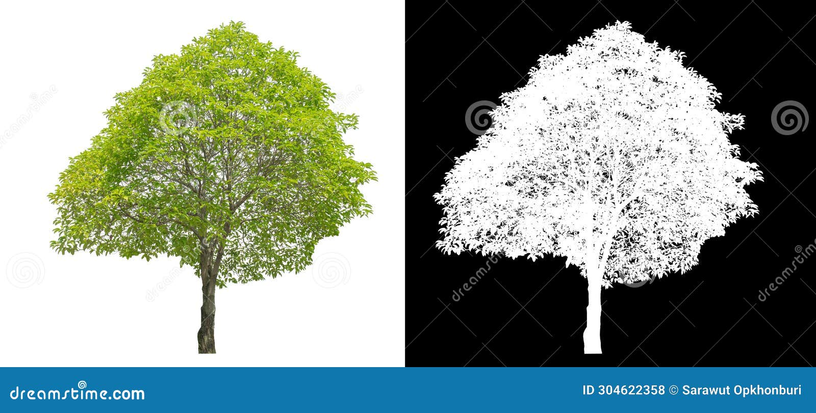 Isolated Green Tree with Clipping Path and Alpha Channel on Black ...