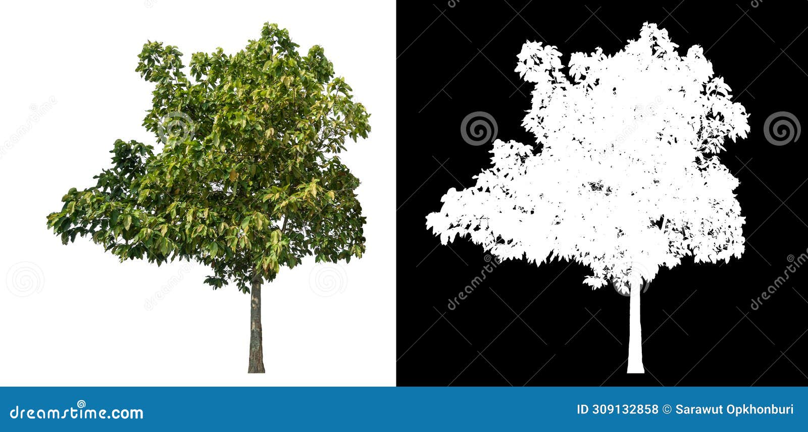 Isolated Green Tree with Clipping Path and Alpha Channel on Black ...