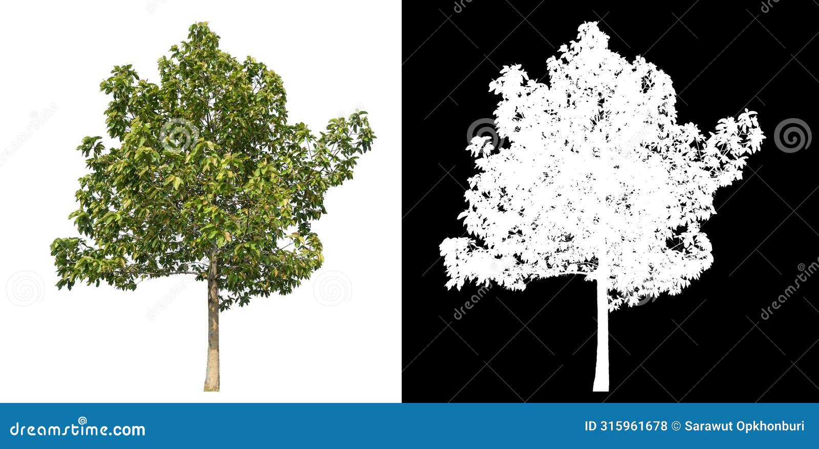 Isolated Green Tree with Clipping Path and Alpha Channel on Black ...