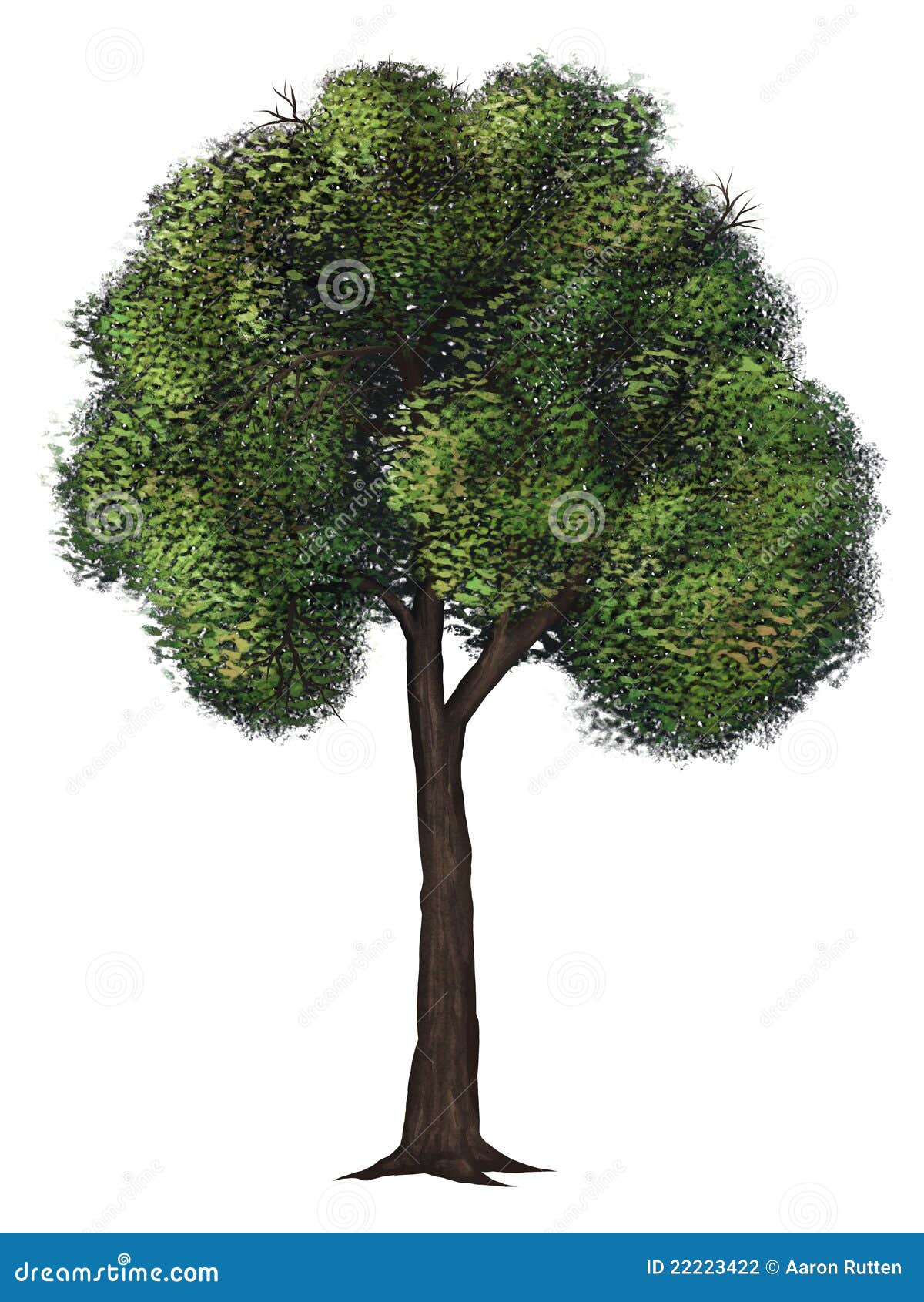 Isolated Green Tree - Digital Painting Stock Illustration ...