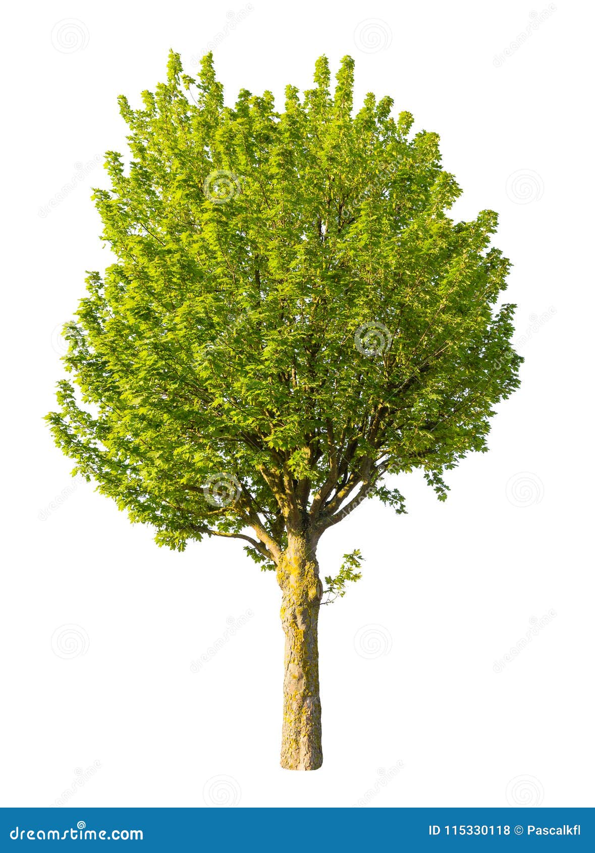 Isolated Green Tree on Pure White Background . Stock Photo - Image of ...