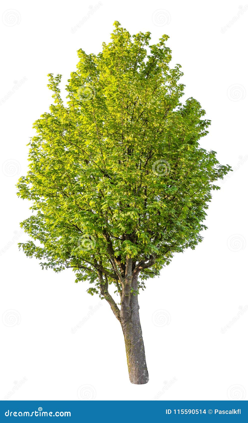 Isolated Green Tree on Pure White Background . Stock Photo - Image of ...