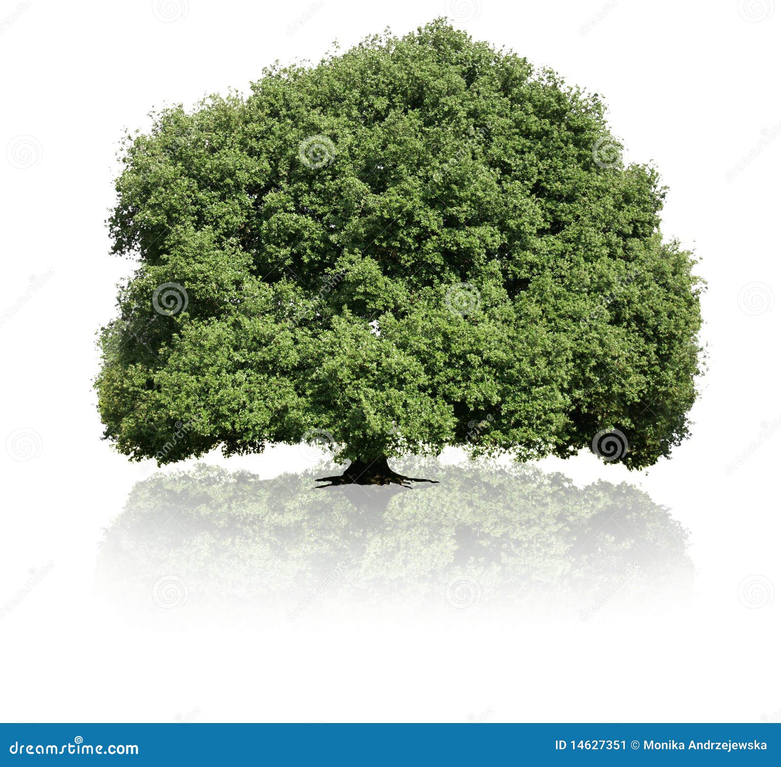 Isolated Green Tree on White Background Stock Illustration ...