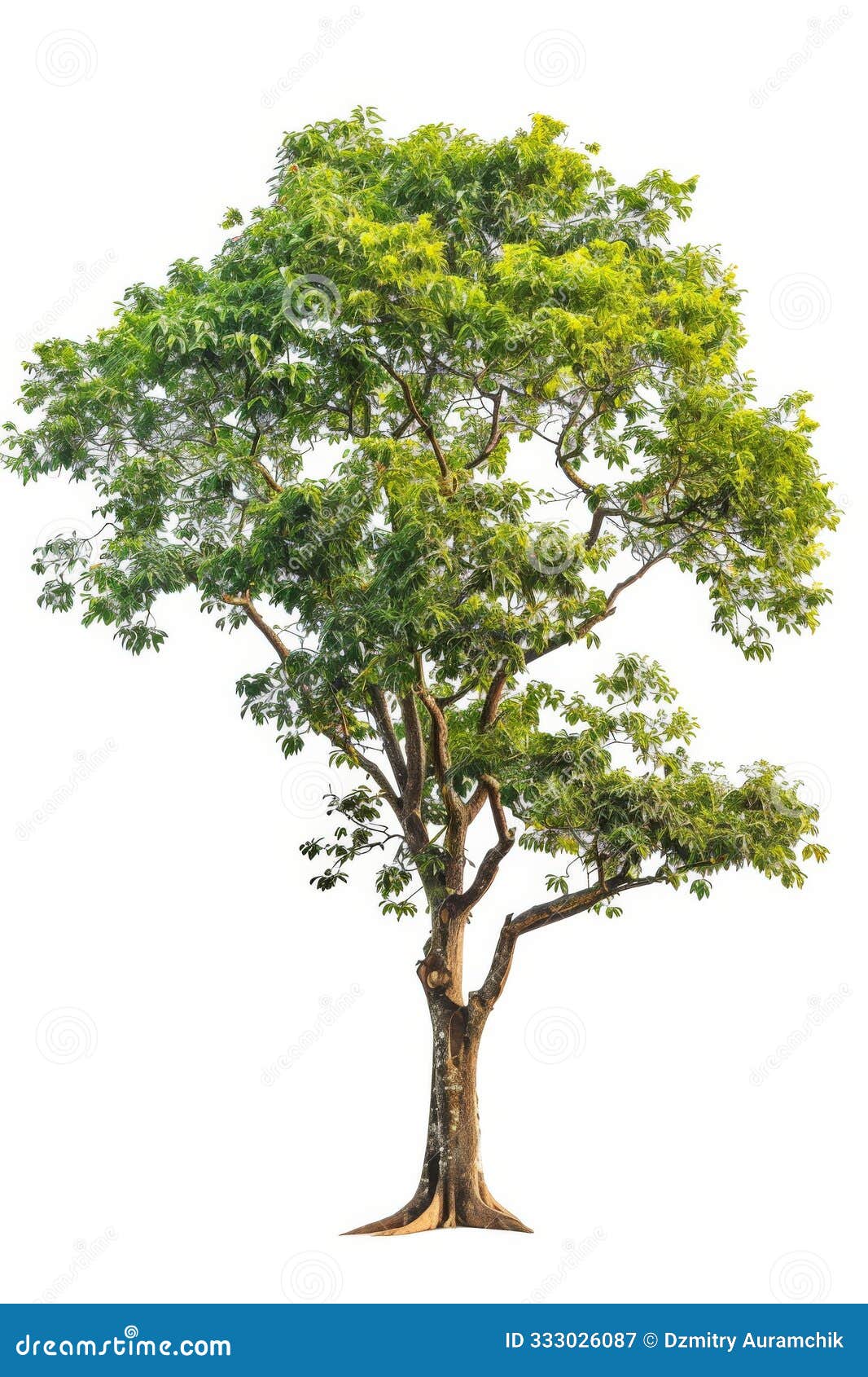 Isolated Green Tree on White Background. Stock Image - Image of ...
