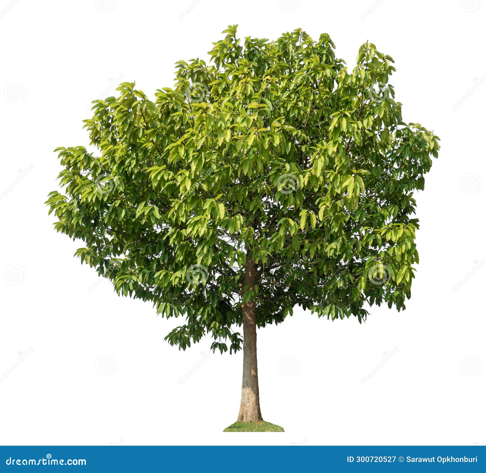 Isolated Green Tree on White Background . Stock Image - Image of ...