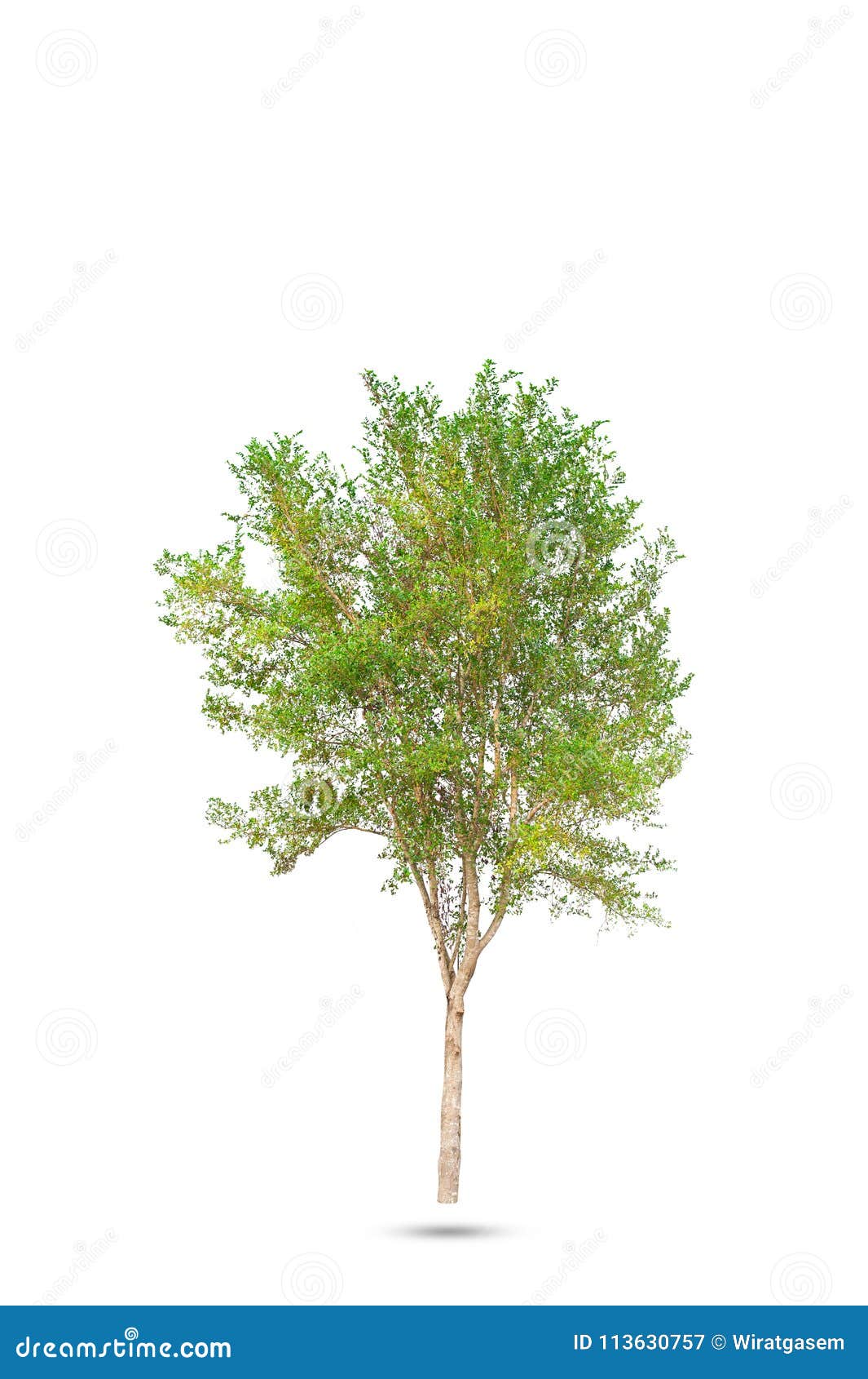Isolated of Green Tree on White Background Stock Image - Image of ...