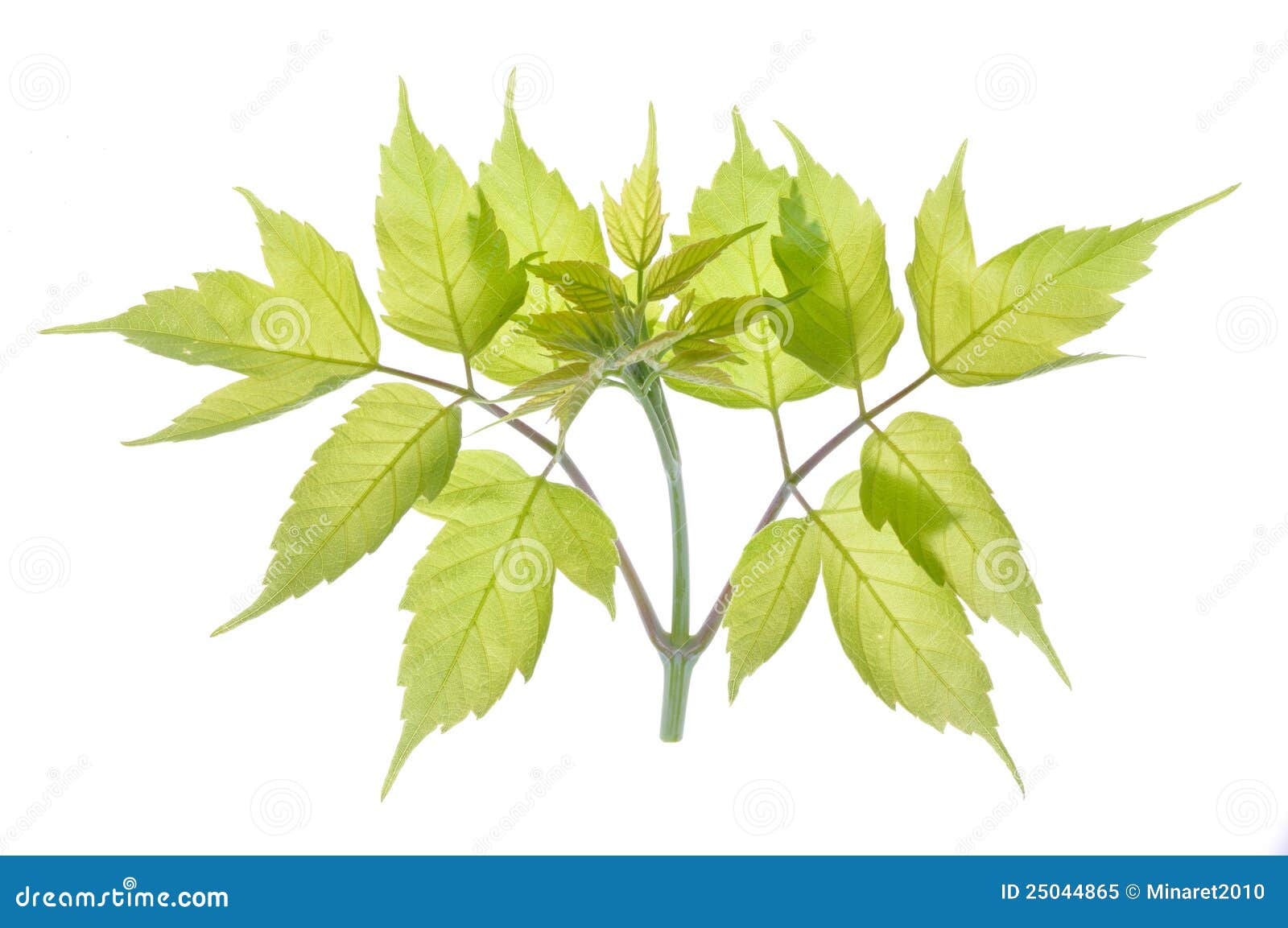 Isolated green twig stock image. Image of foliage, flora - 25044865