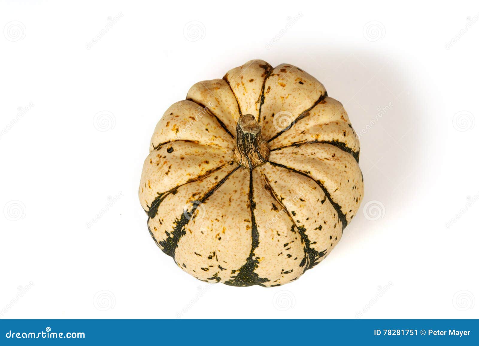 Isolated Green and White Pumpkin Stock Image - Image of pumpkin ...