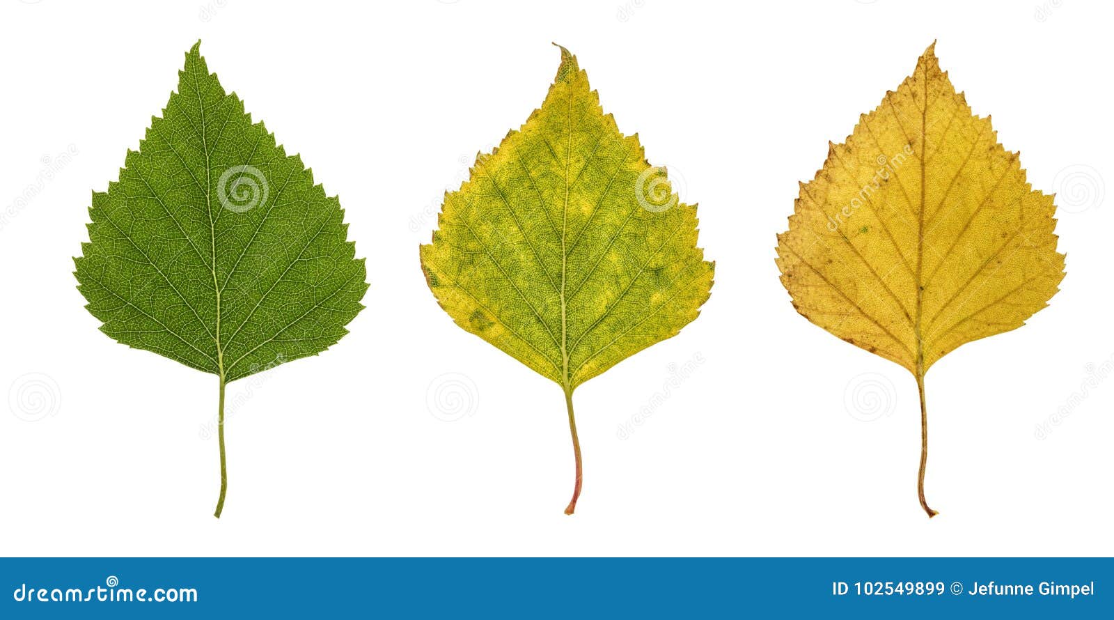 Basic Birch Leaves stock image. Image of botany, leaf - 102549899