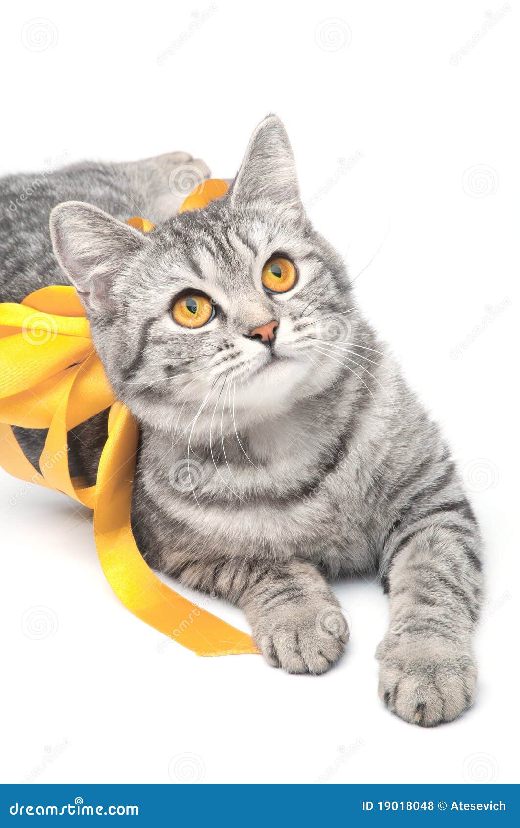 Isolated grey cat stock photo. Image of stare, vertical - 19018048