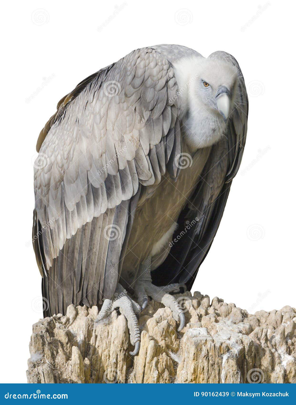 Isolated griffon stock image. Image of claws, isolated - 90162439