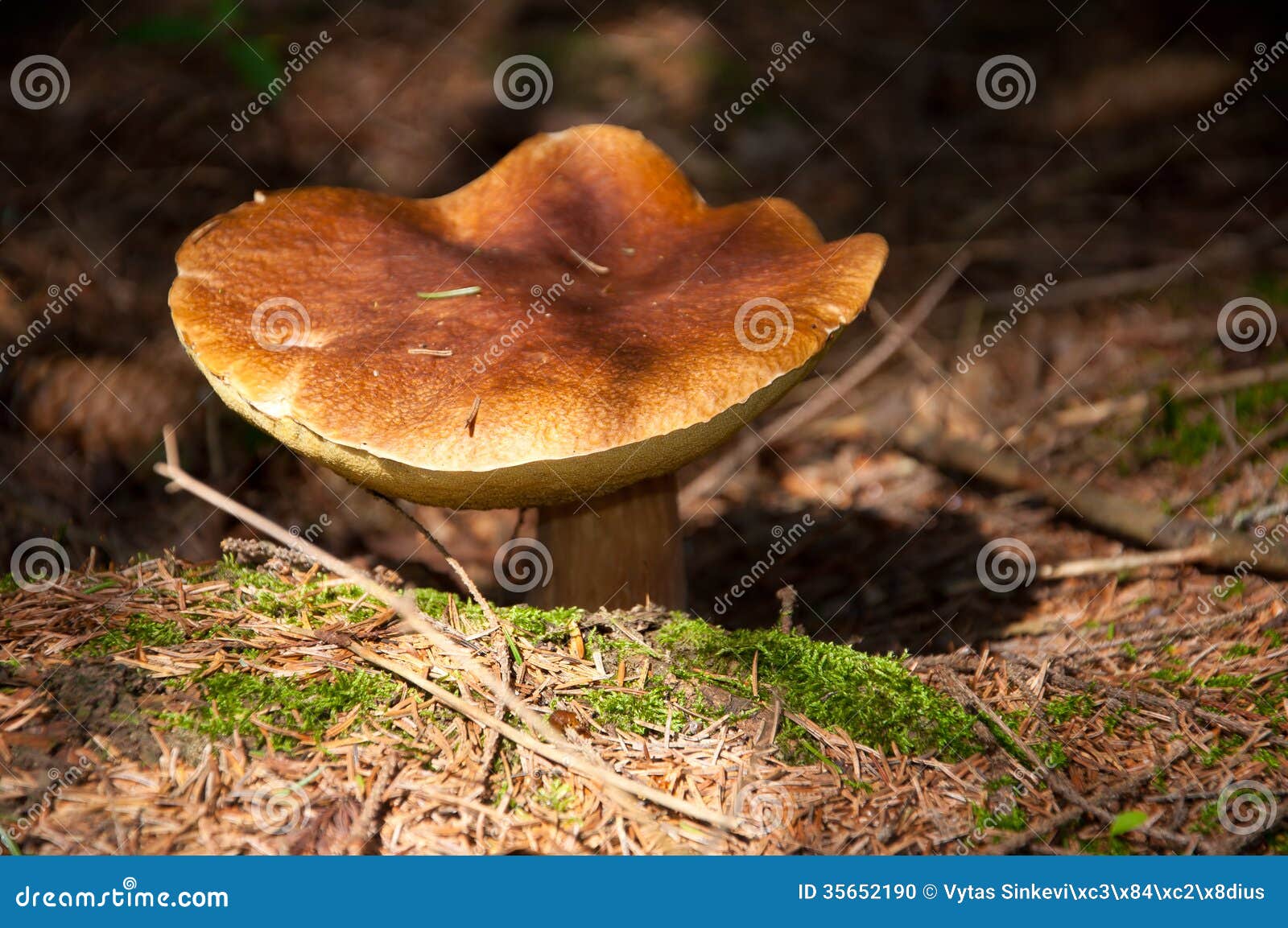 Gyroporus Castaneus, Commonly Known As The Chestnut Bolete Stock Image ...