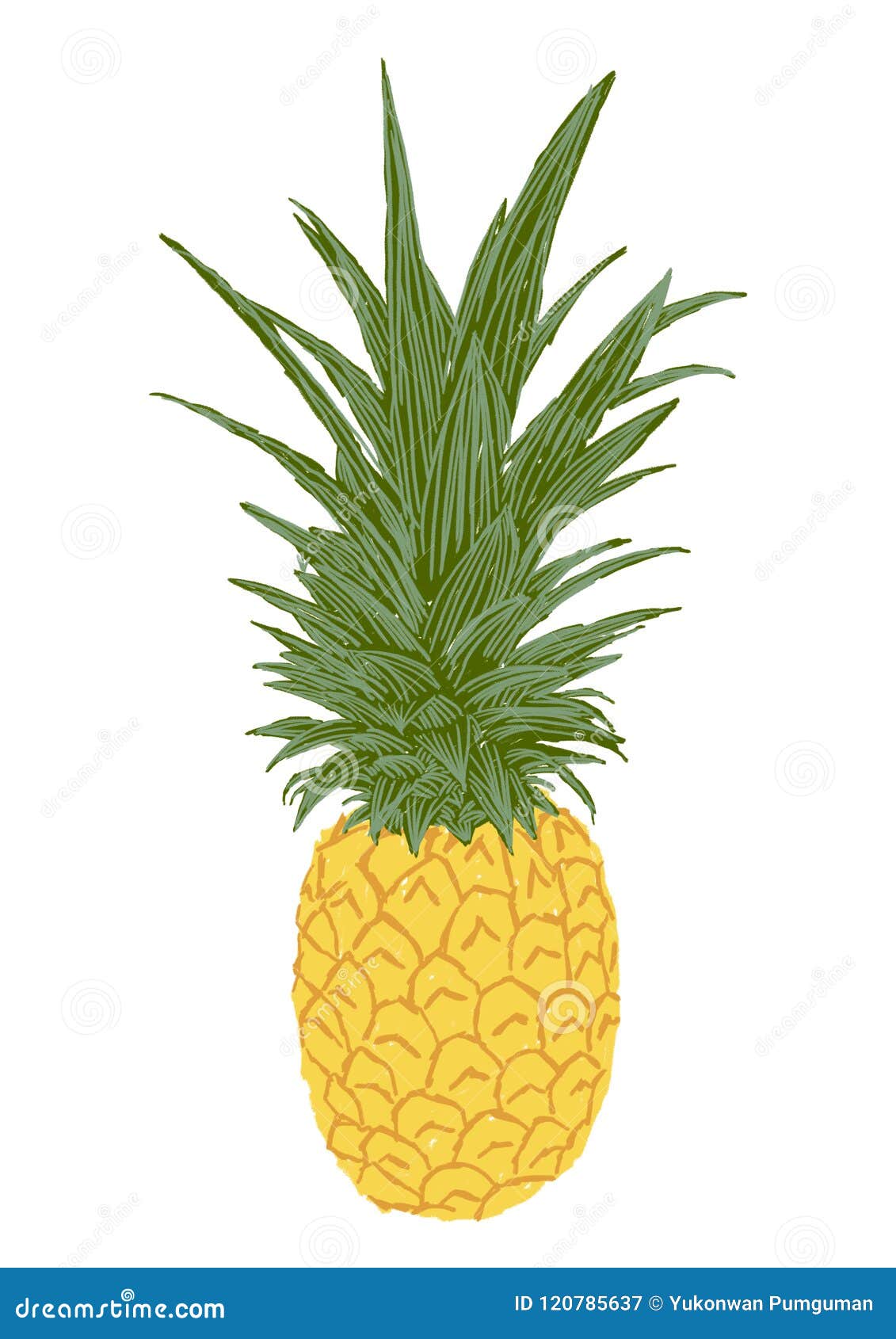 Pineapple Illustration Hand Drawing Royalty-Free Cartoon ...