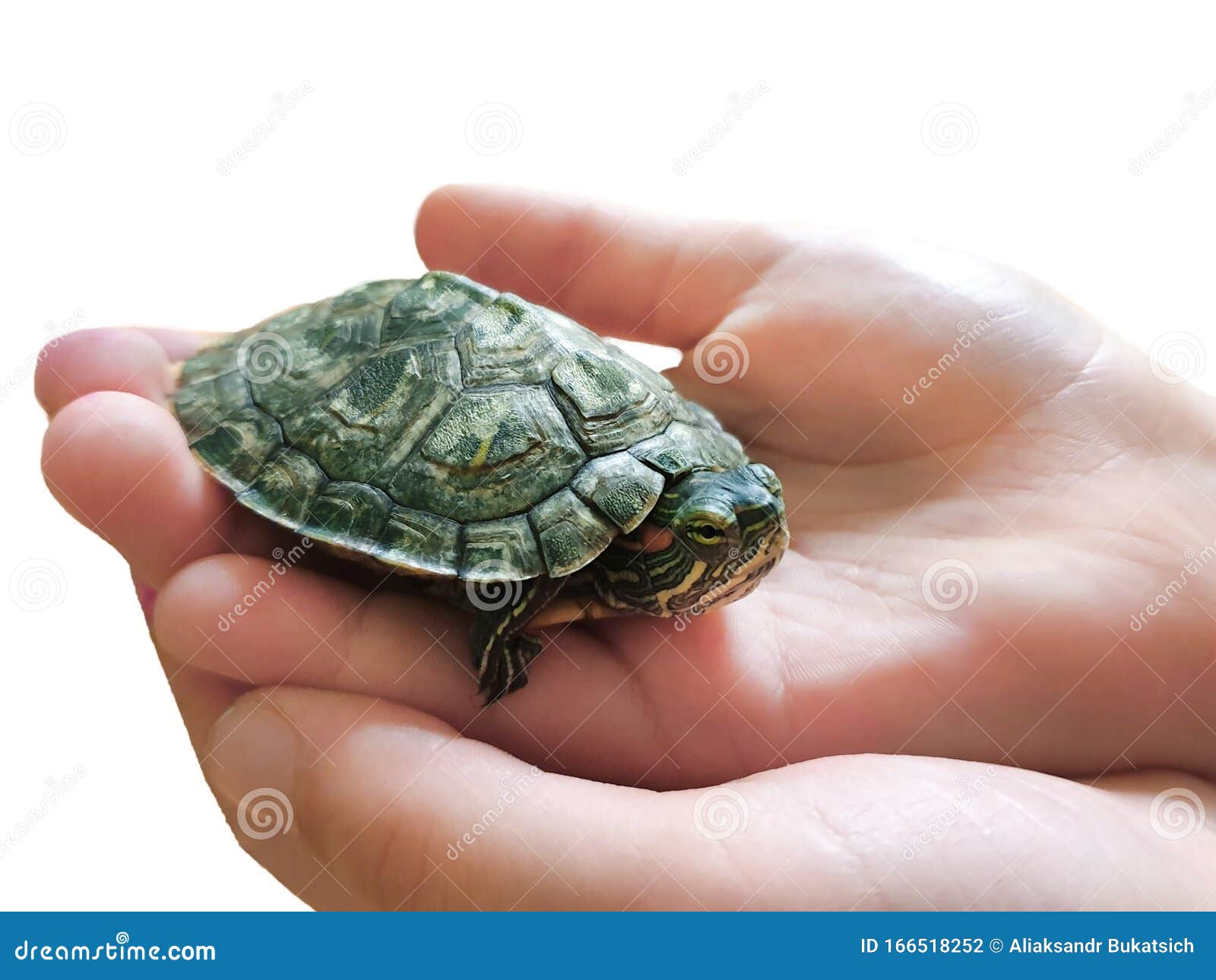 Isolated Hand of a Child Holds a Small Turtle Stock Photo - Image of ...