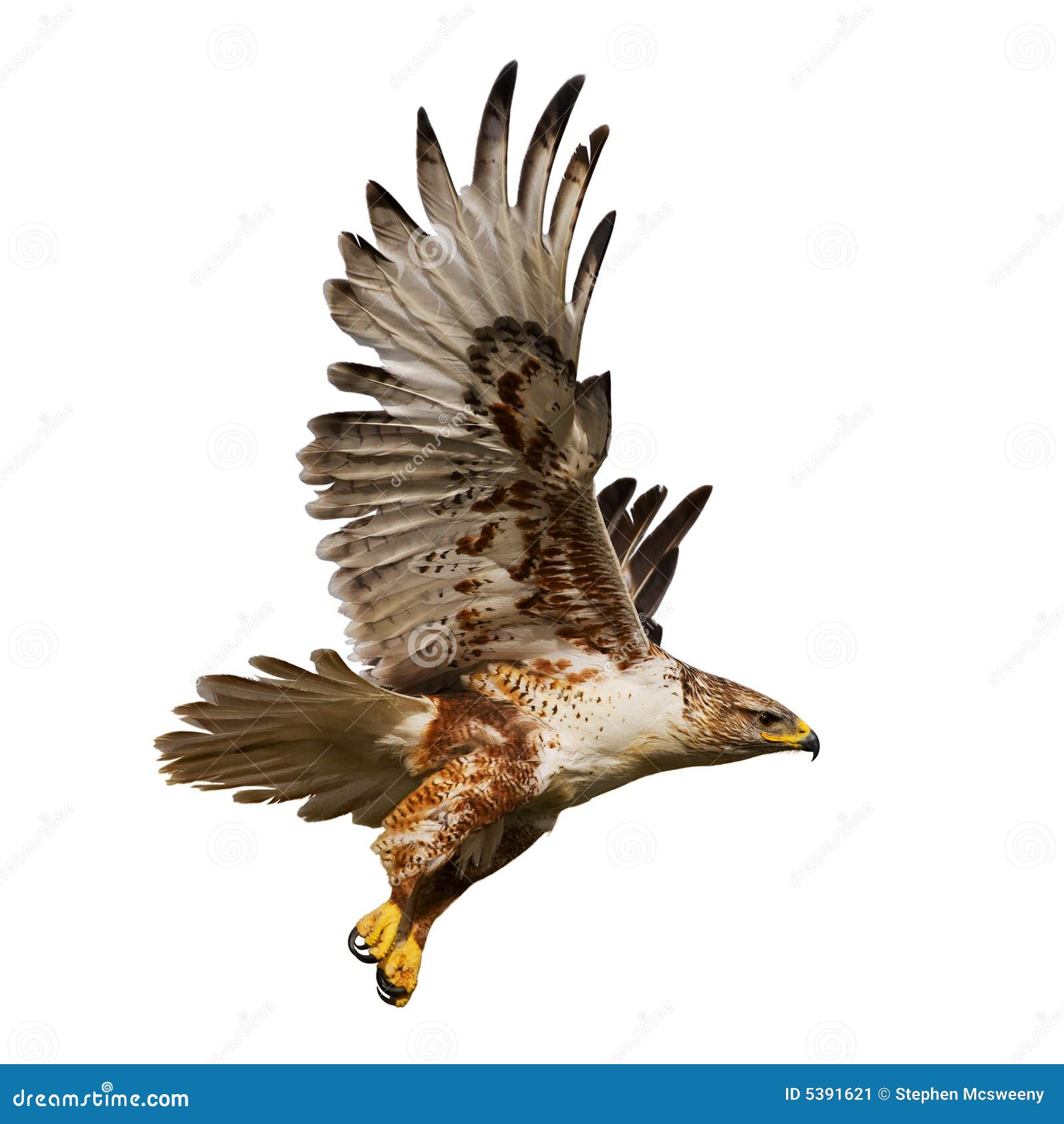 Isolated hawk in flight stock image. Image of color, nature - 5391621