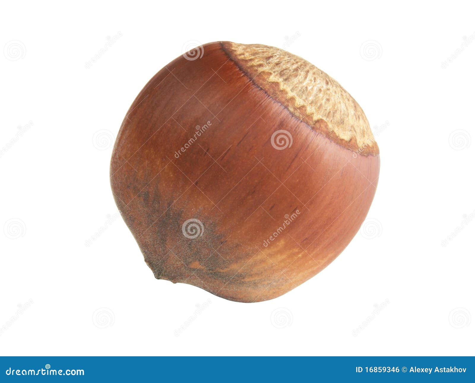Isolated hazelnut stock photo. Image of ingredient, shell - 16859346