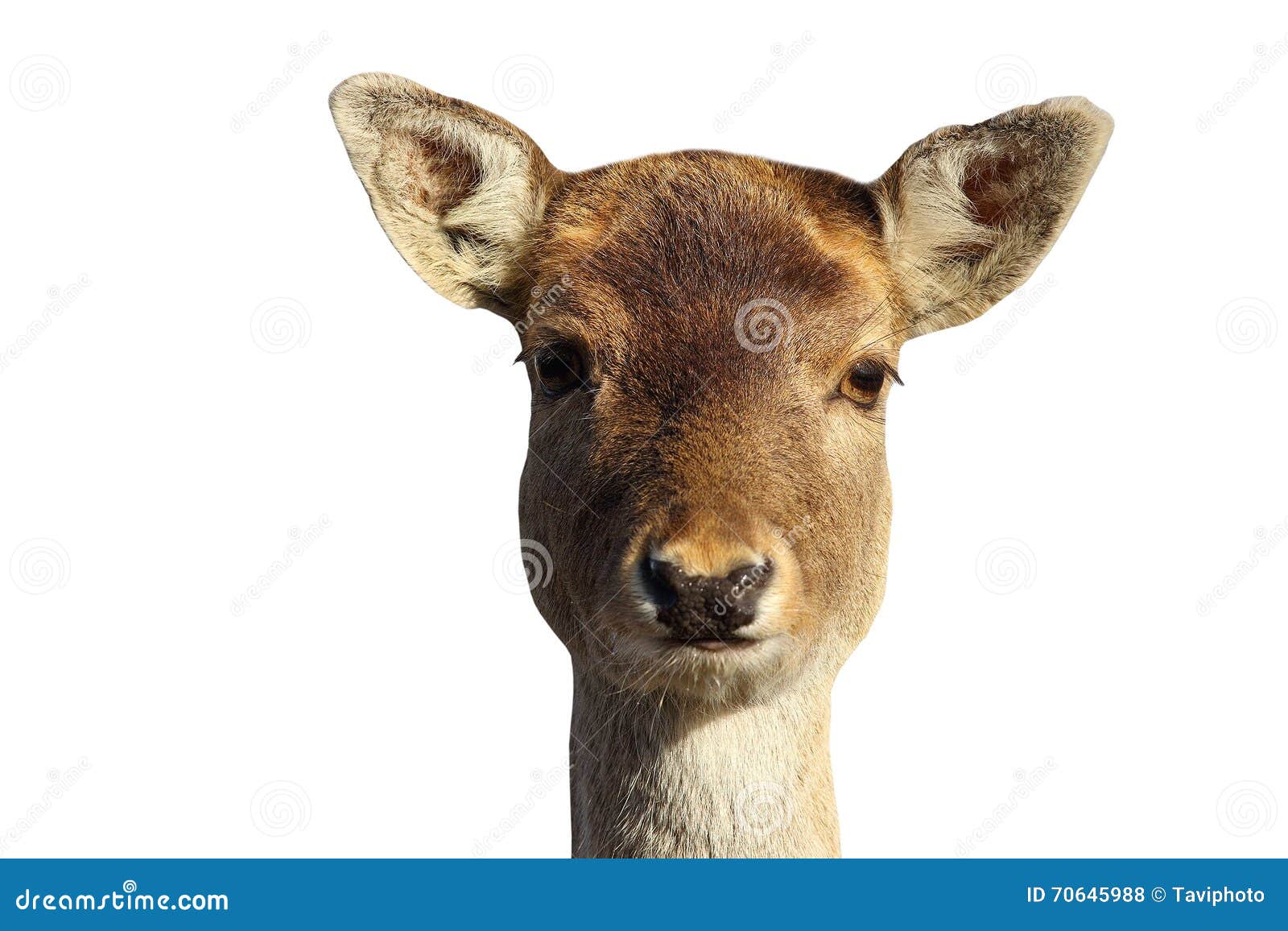 Isolated Head of Fallow Deer Hind Stock Photo - Image of dama, mammal ...