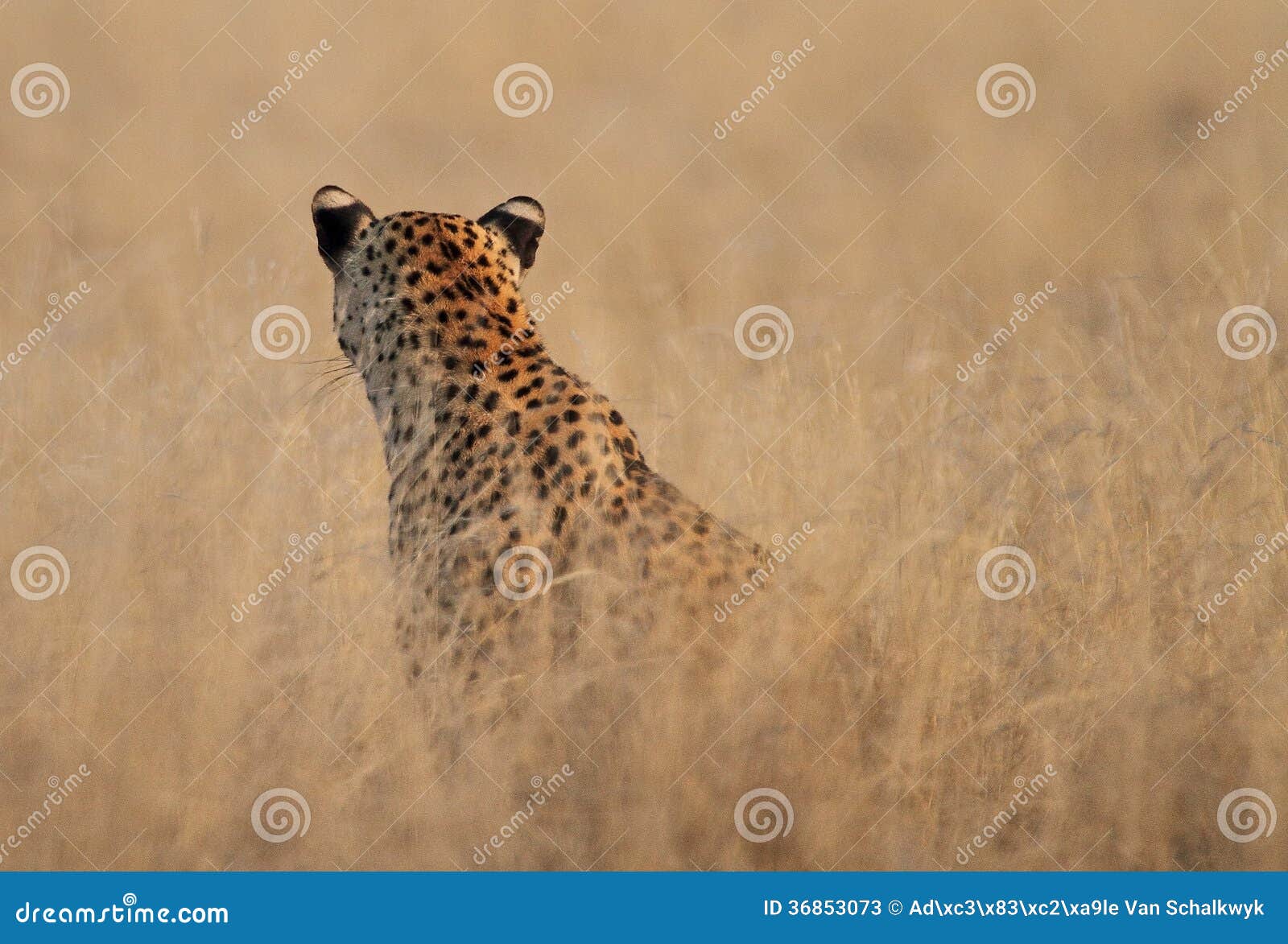 Isolated head of a leopard stock image. Image of spots - 36853073
