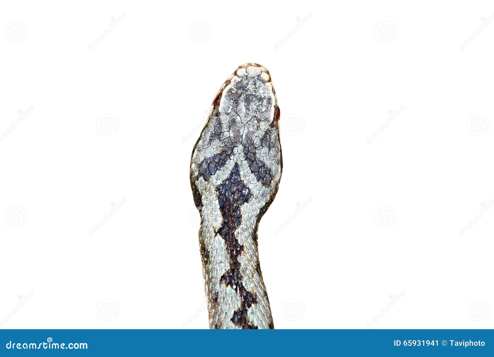 Isolated Head of Vipera Berus Stock Image - Image of dangerous, closeup ...