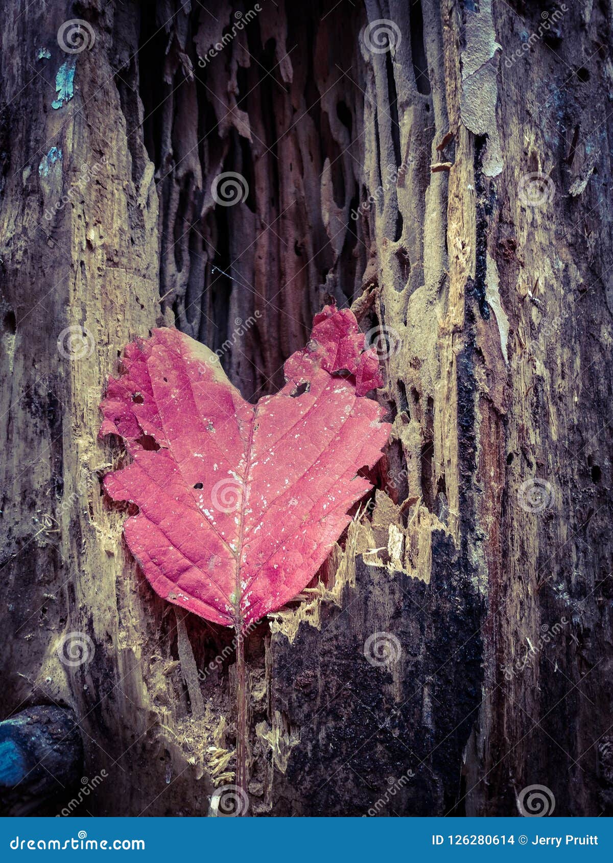 Isolated Heart Shaped Leaf in a Tree Stock Photo - Image of shaped ...