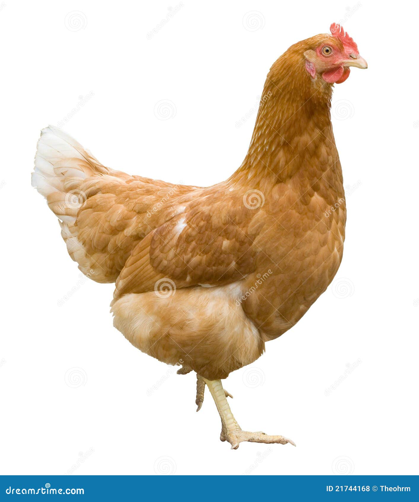 Isolated Hen stock photo. Image of isolated, agriculture - 21744168