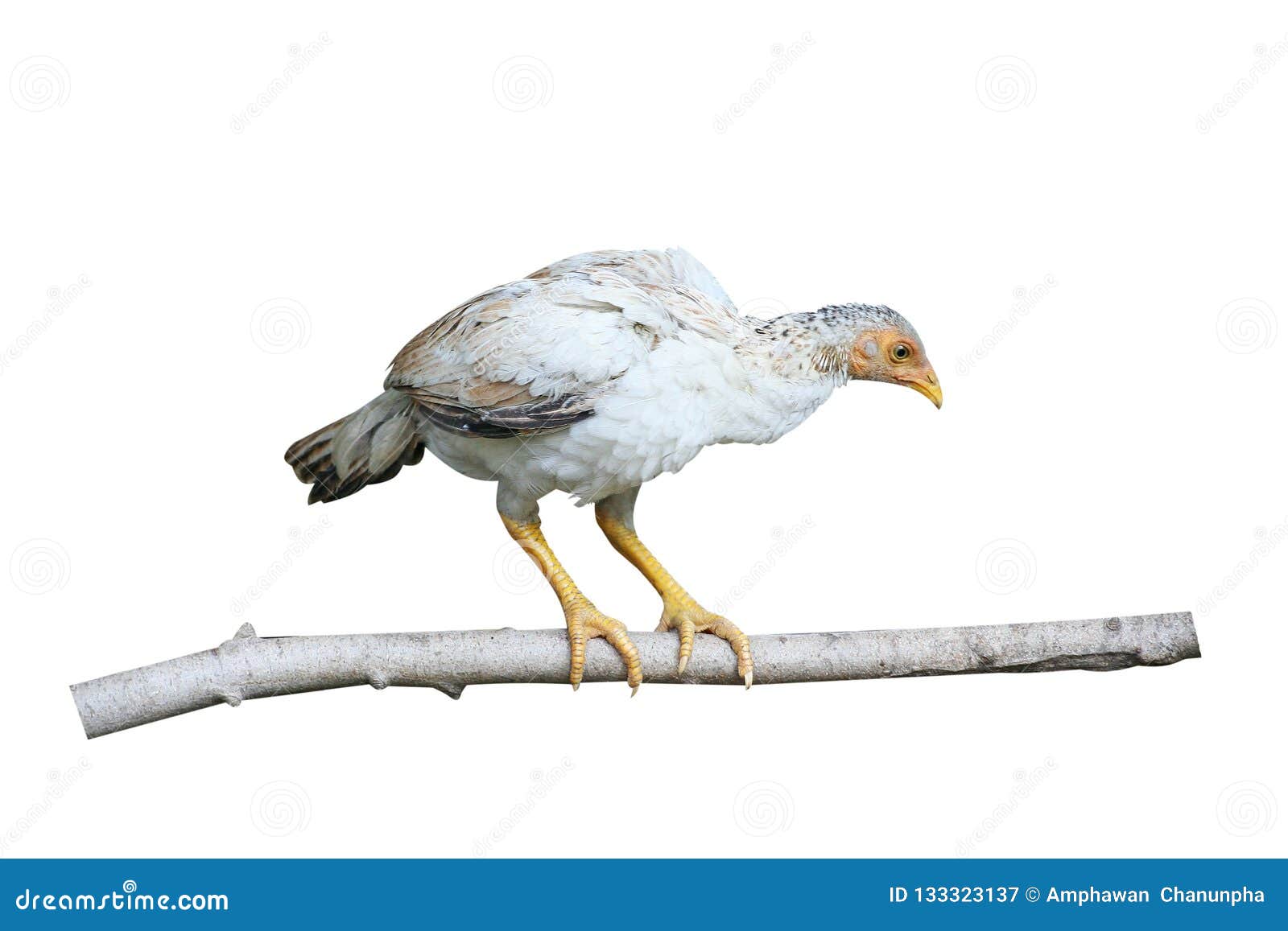 Isolated Hen Standing on a Branch of Tree Stock Image - Image of animal ...