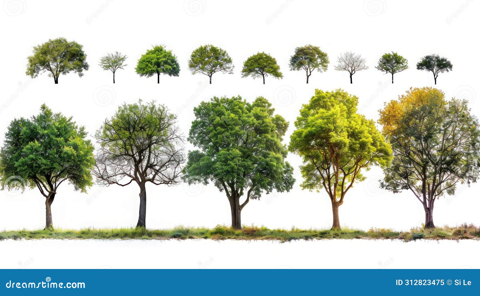 Isolated High-Definition Tree Collection on White Background Stock ...