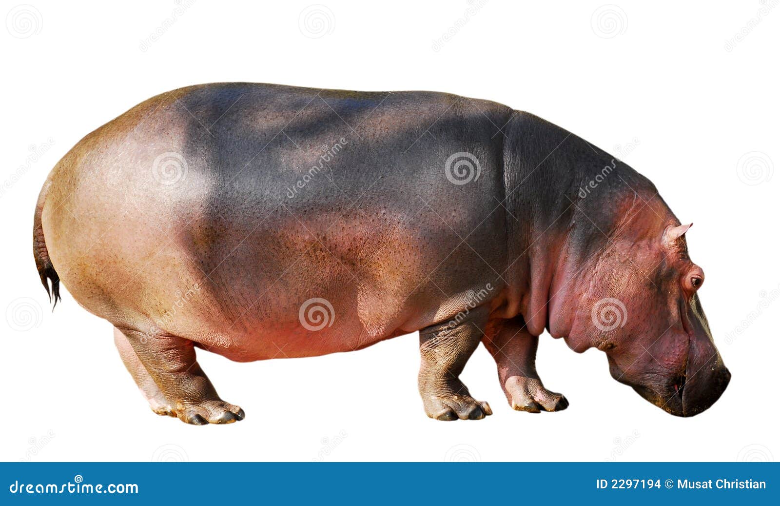 Isolated hippopotamus stock photo. Image of africa, hippopotamus - 2297194