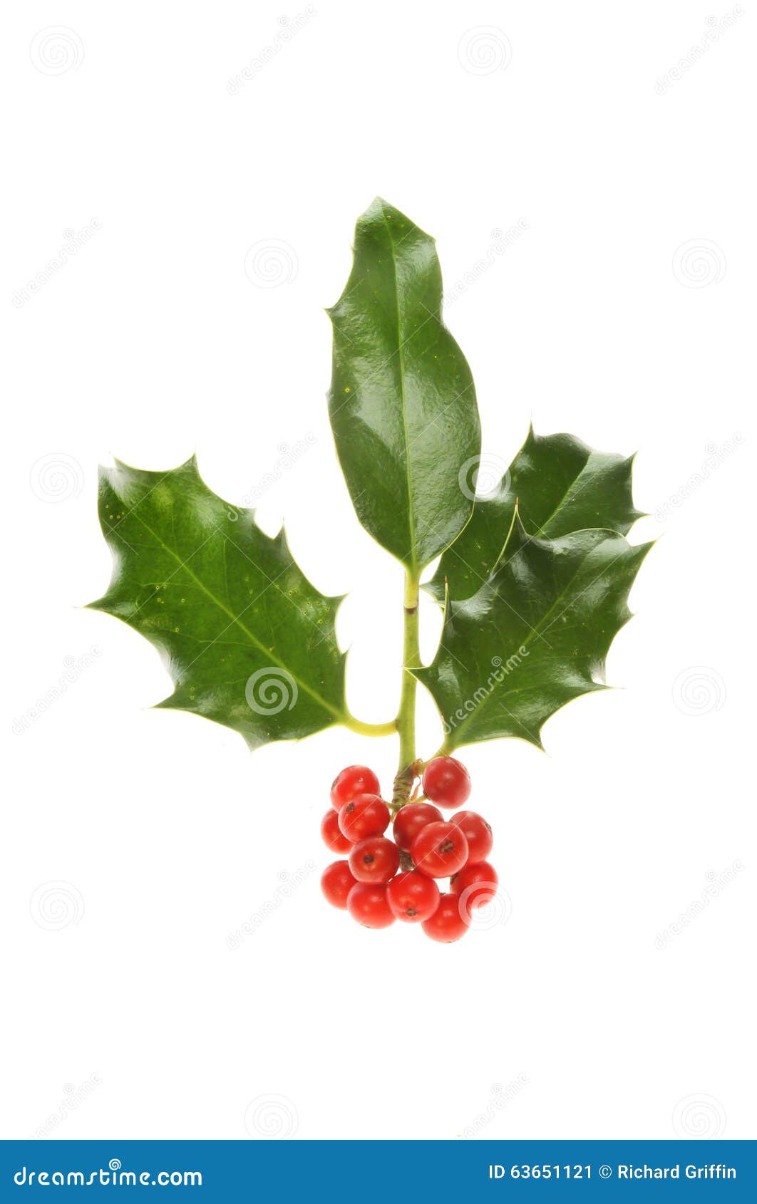 Isolated Holly sprig stock image. Image of berry, isolated - 63651121
