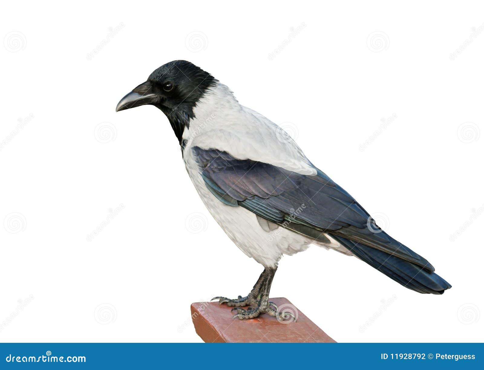Isolated Hooded Crow stock photo. Image of nature, hooded - 11928792