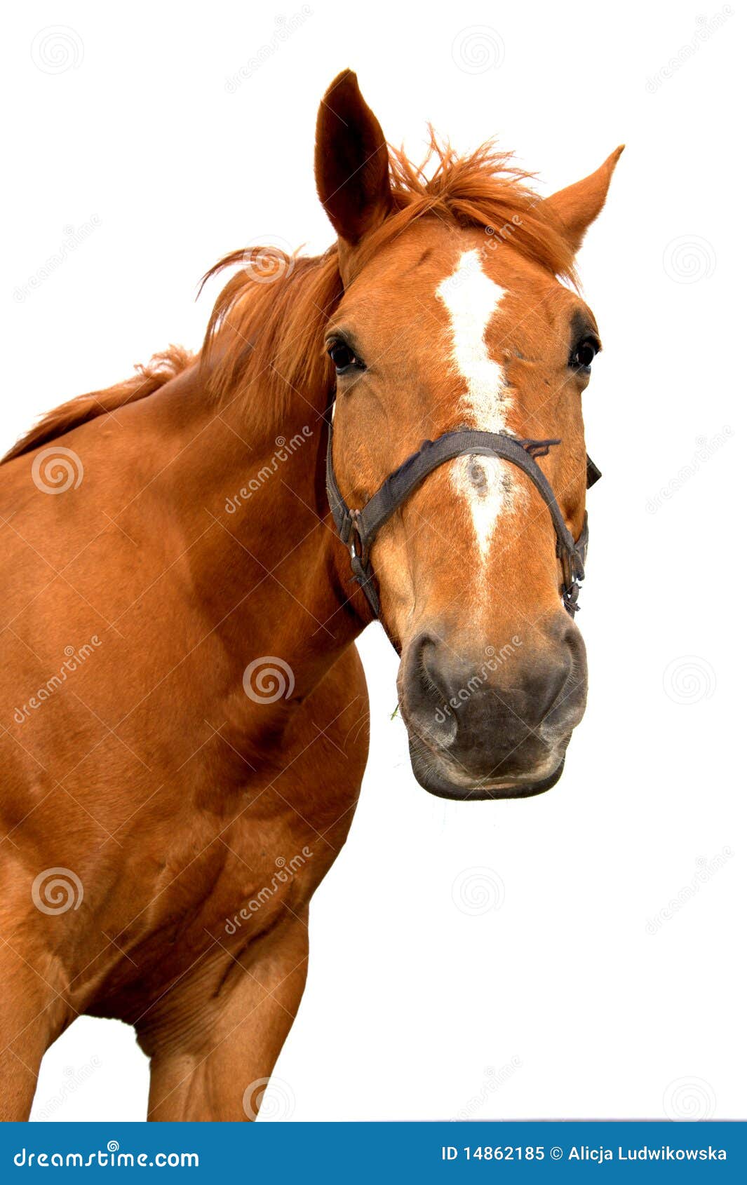 Isolated horse stock image. Image of horse, brown, head - 14862185