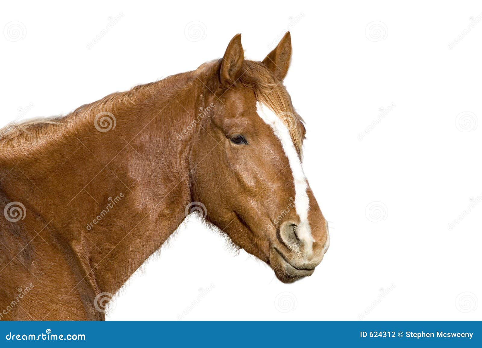 Isolated horse stock photo. Image of stable, animal, country - 624312