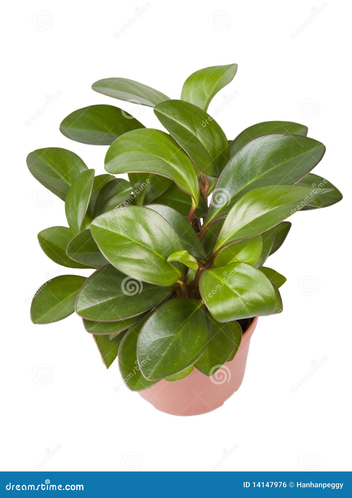 Isolated houseplant stock photo. Image of human, botany - 14147976