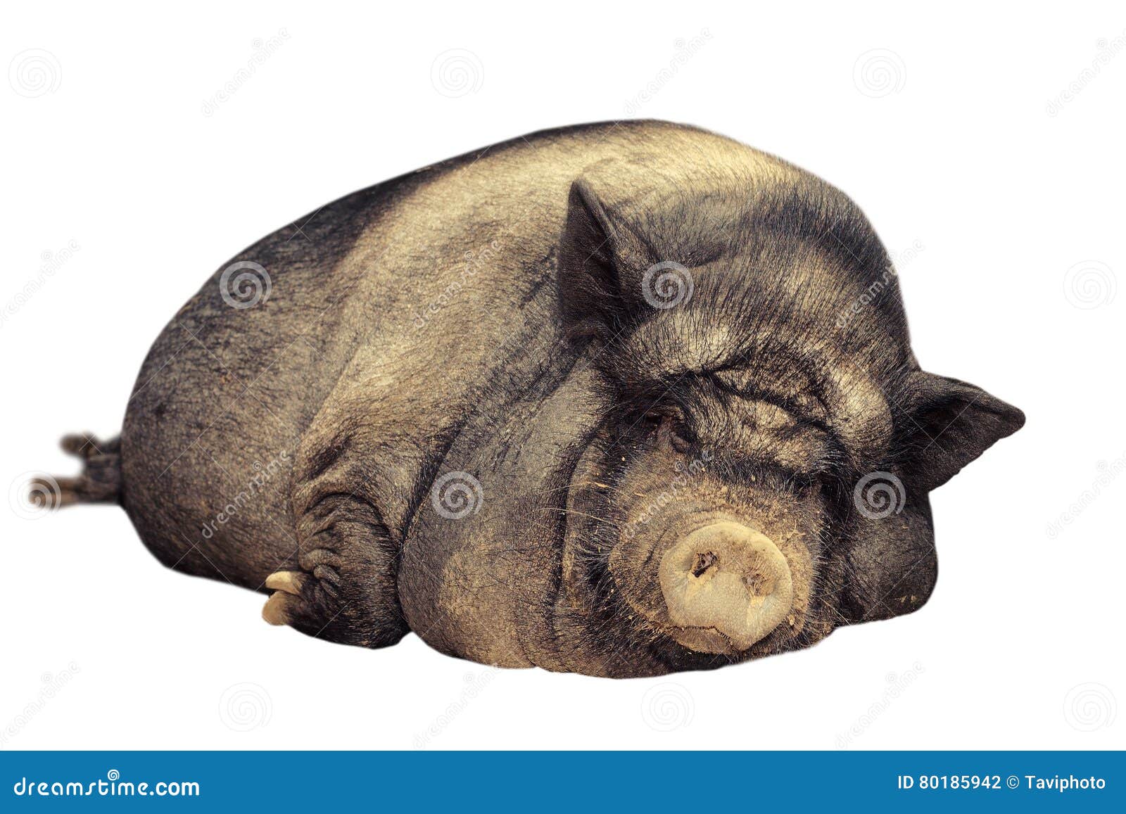 Isolated huge pig stock photo. Image of cattle, boar - 80185942