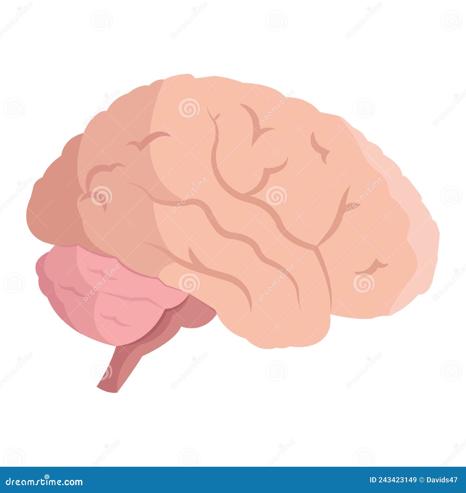 Isolated Human Brain Icon Flat Design Vector Stock Vector ...