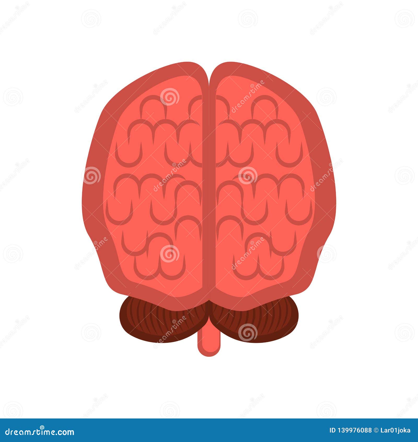 Isolated human cut brain stock vector. Illustration of anatomy - 139976088