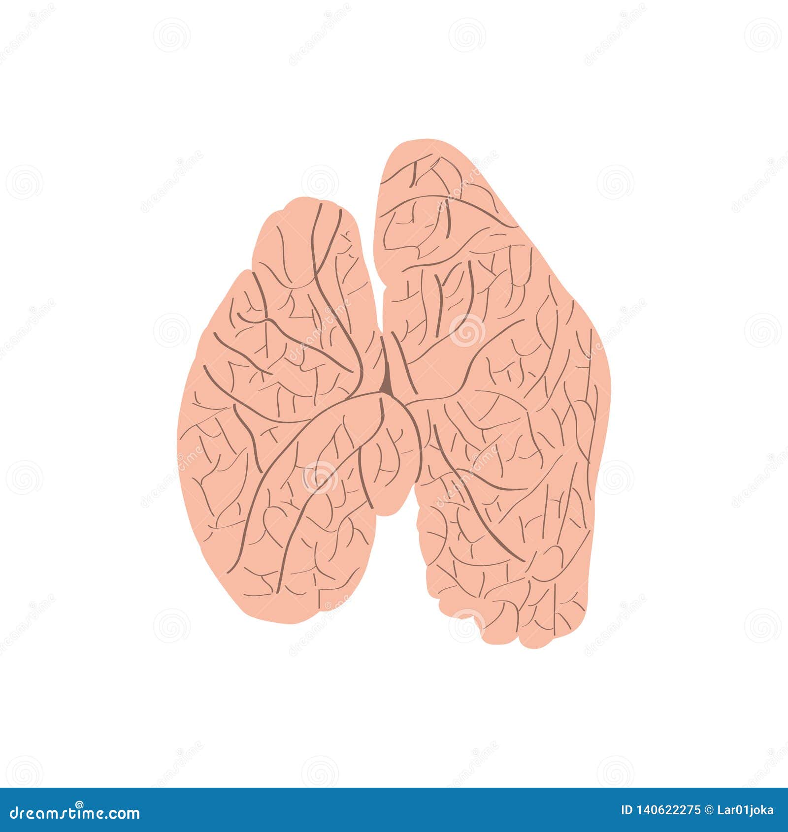 Isolated human cut brain stock vector. Illustration of biology - 140622275