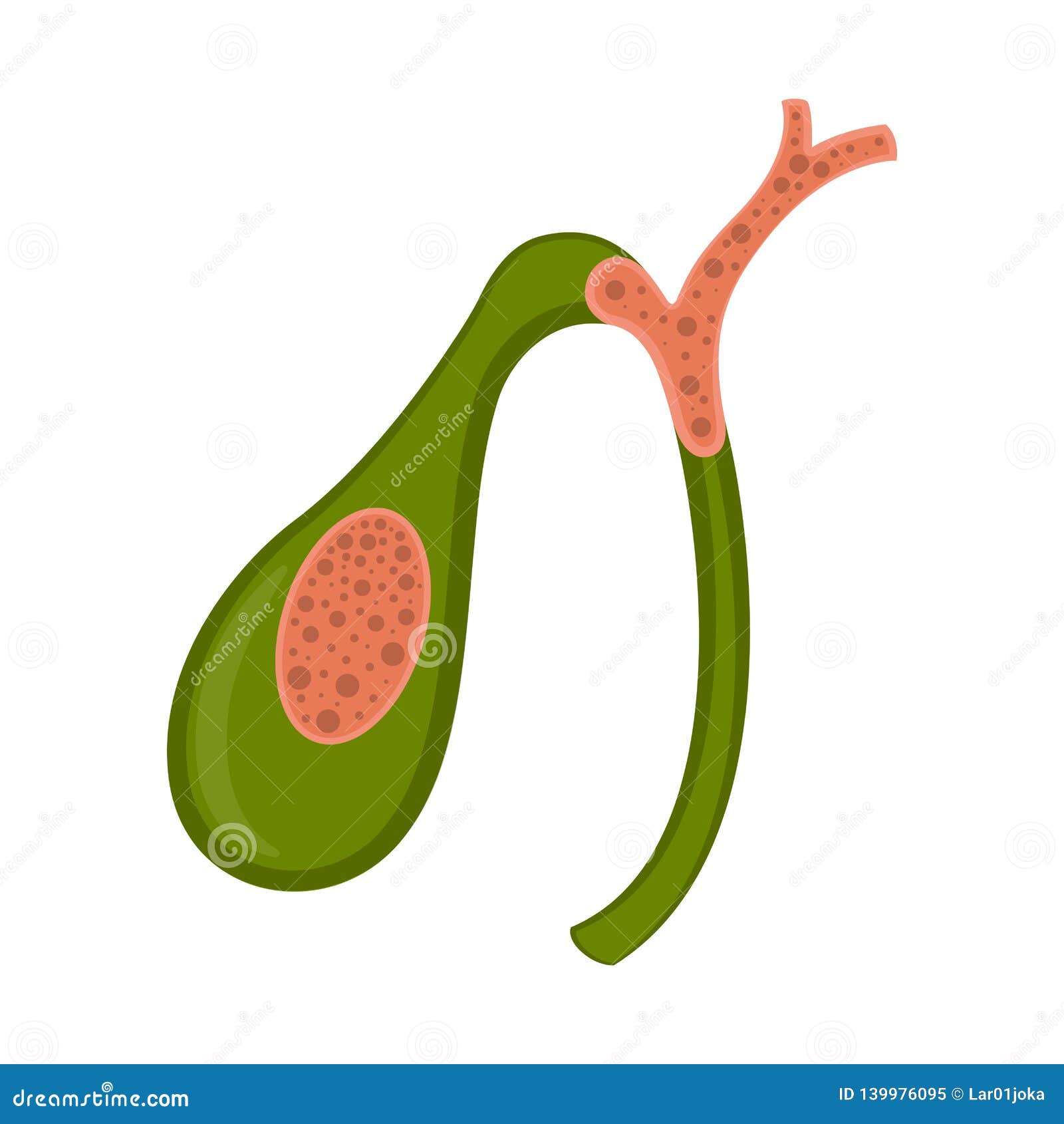 Isolated Human Cut Gallbladder Stock Vector - Illustration of abdomen ...