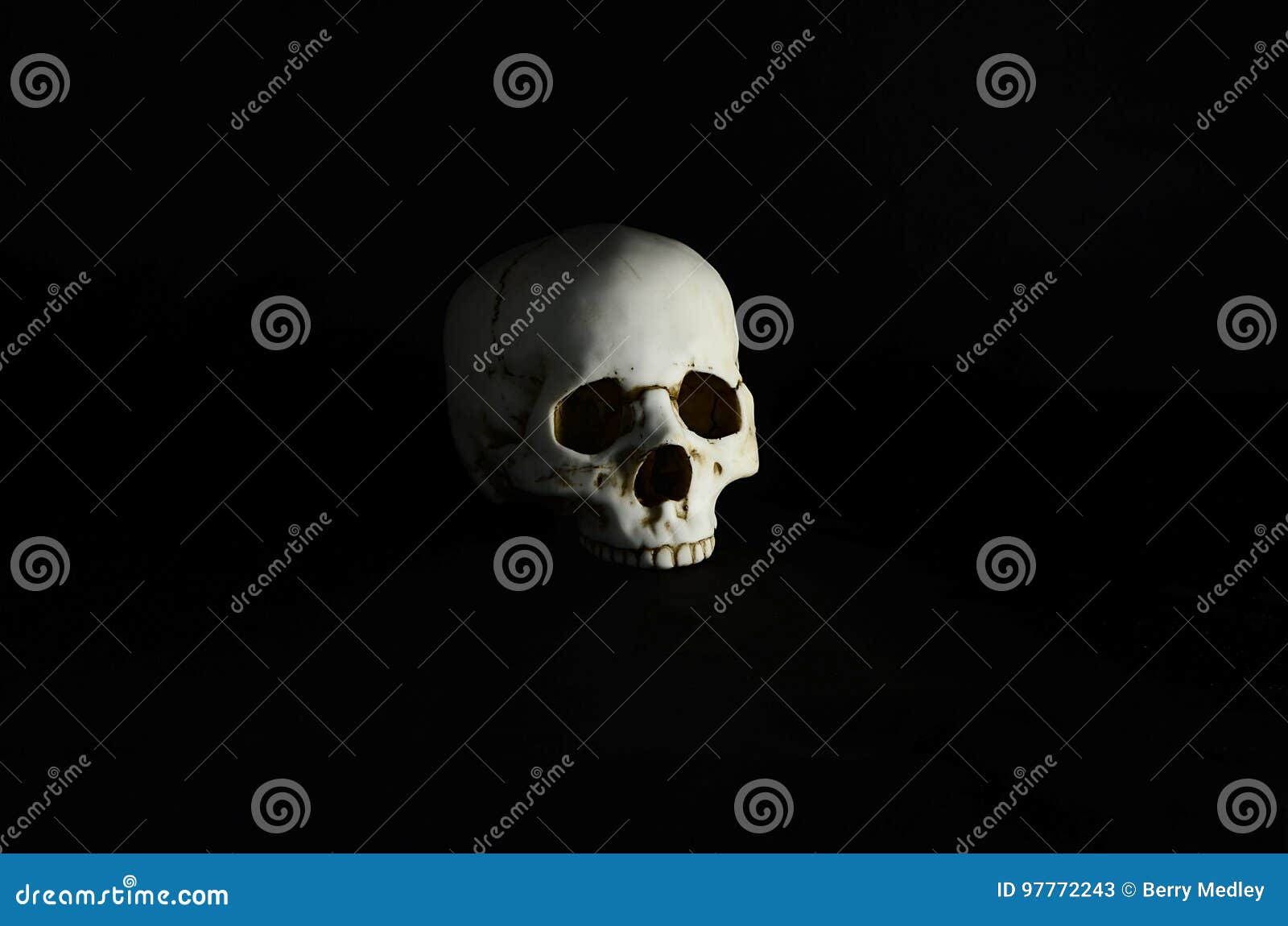 Isolated Human Skull stock image. Image of angled, blue - 97772243