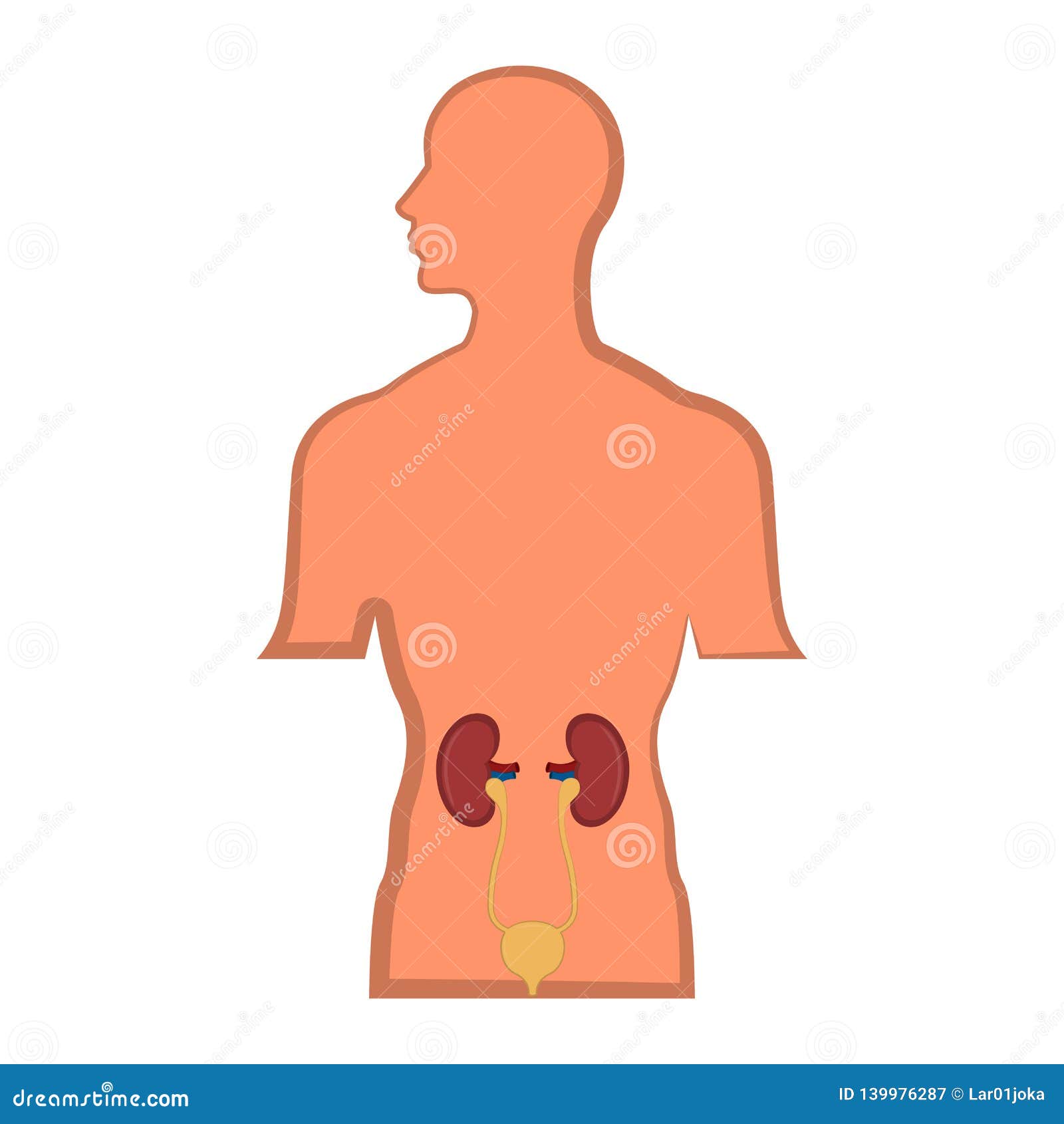 Isolated Human Urinary System in a Man Body Stock Vector - Illustration ...