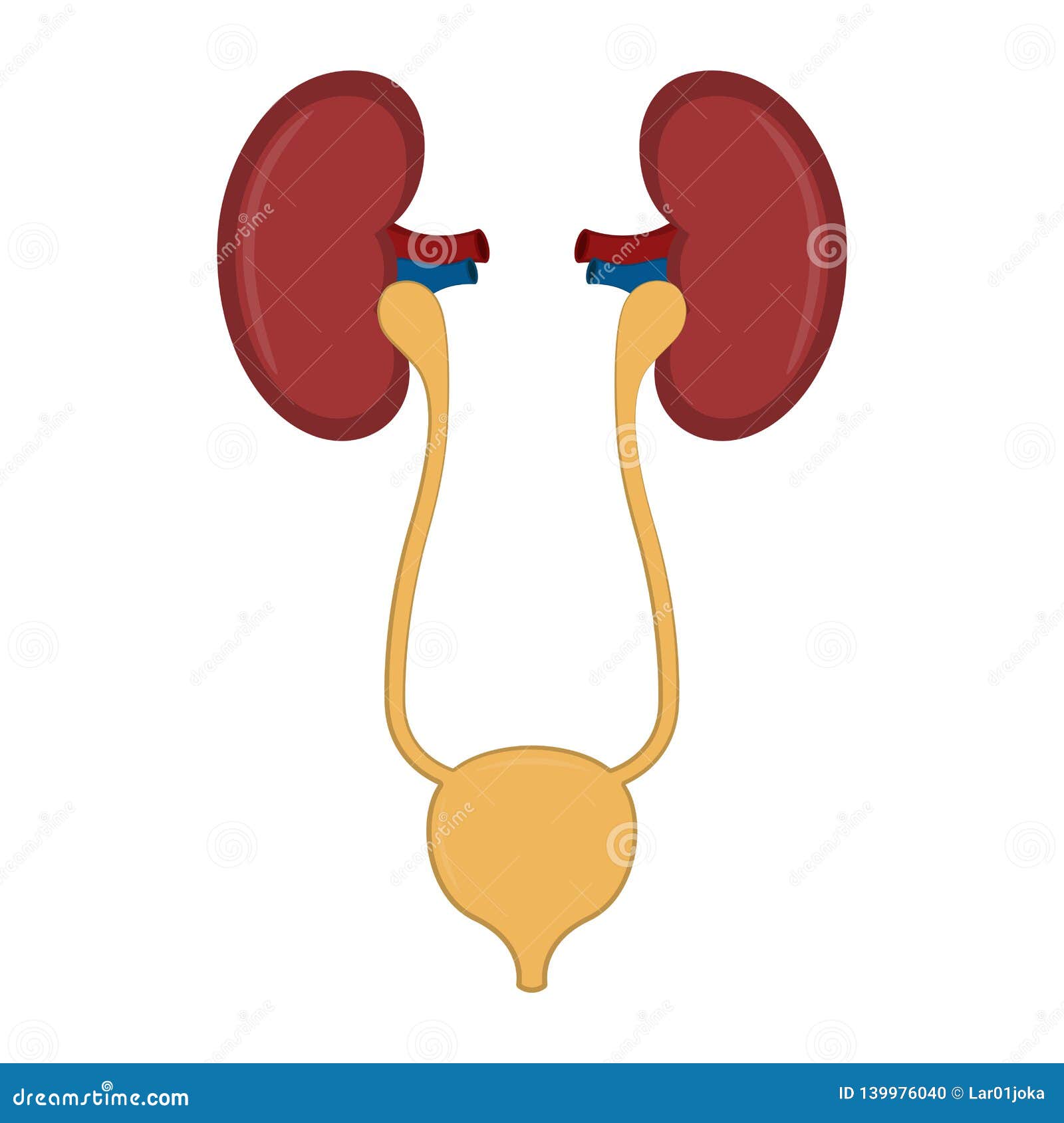 Urinary System Clip Art Vector And Illustration 467 U - vrogue.co Urinary System Clip Art Vector And Illustration 467 U - vrogue.co