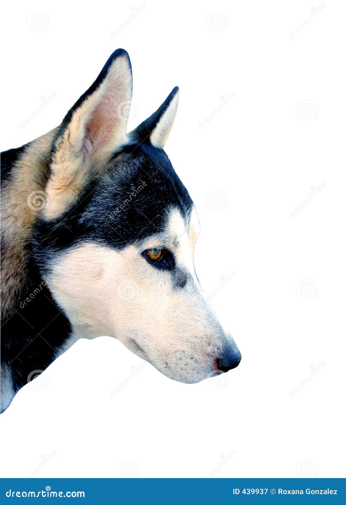 Isolated husky head stock image. Image of fear, animal - 439937