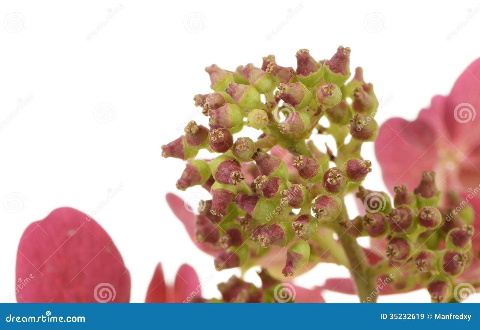 Isolated Hydrangea stock image. Image of leaf, closeup - 35232619