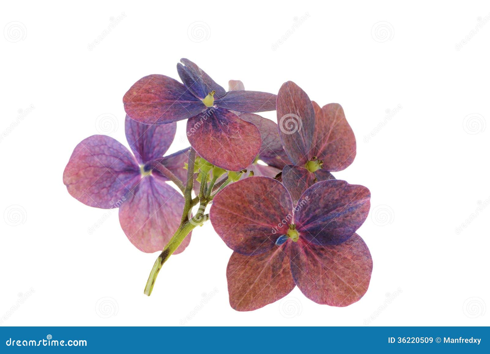 Isolated Hydrangea stock image. Image of macro, flower - 36220509