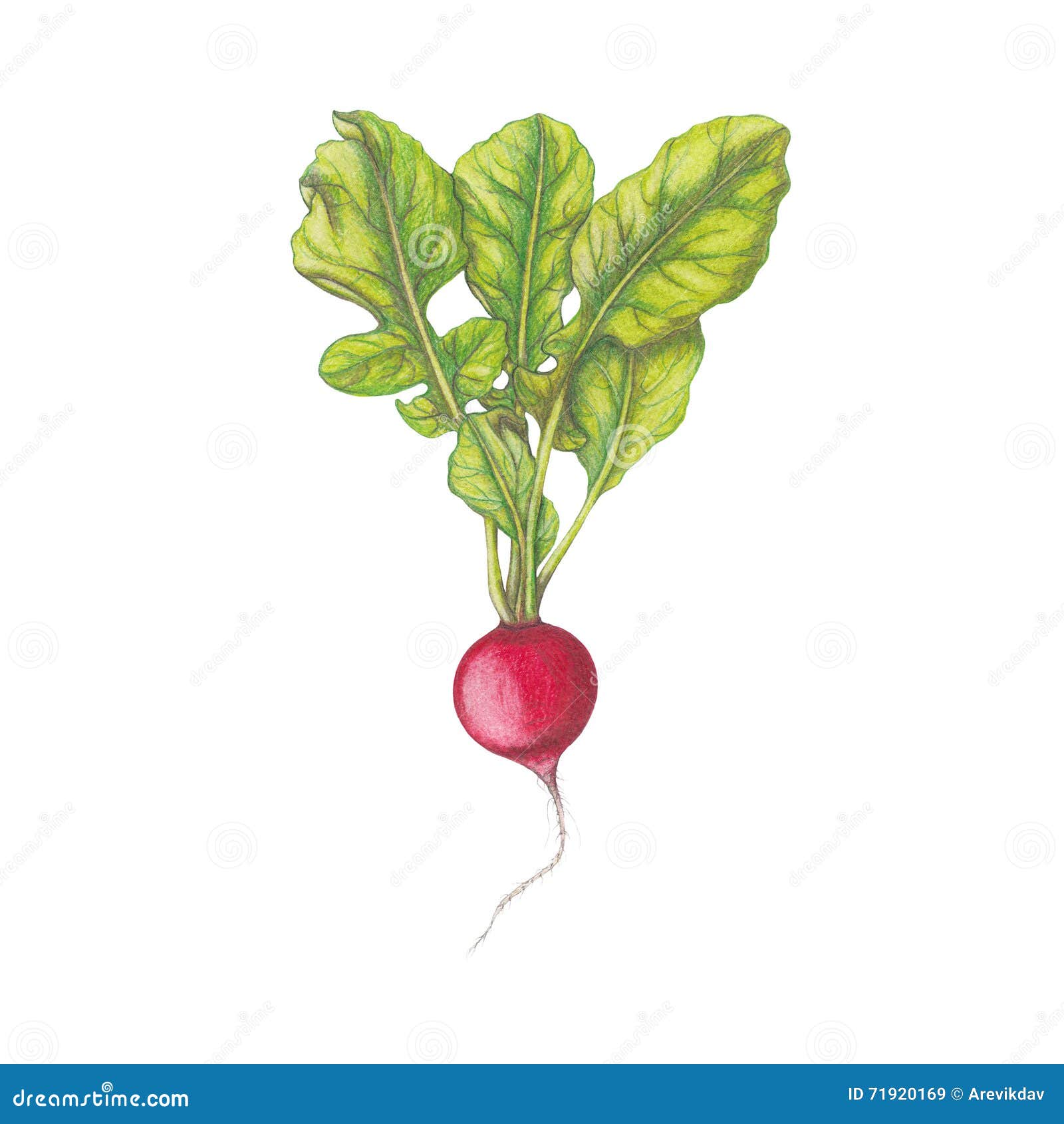 Radish Botanical Illustration