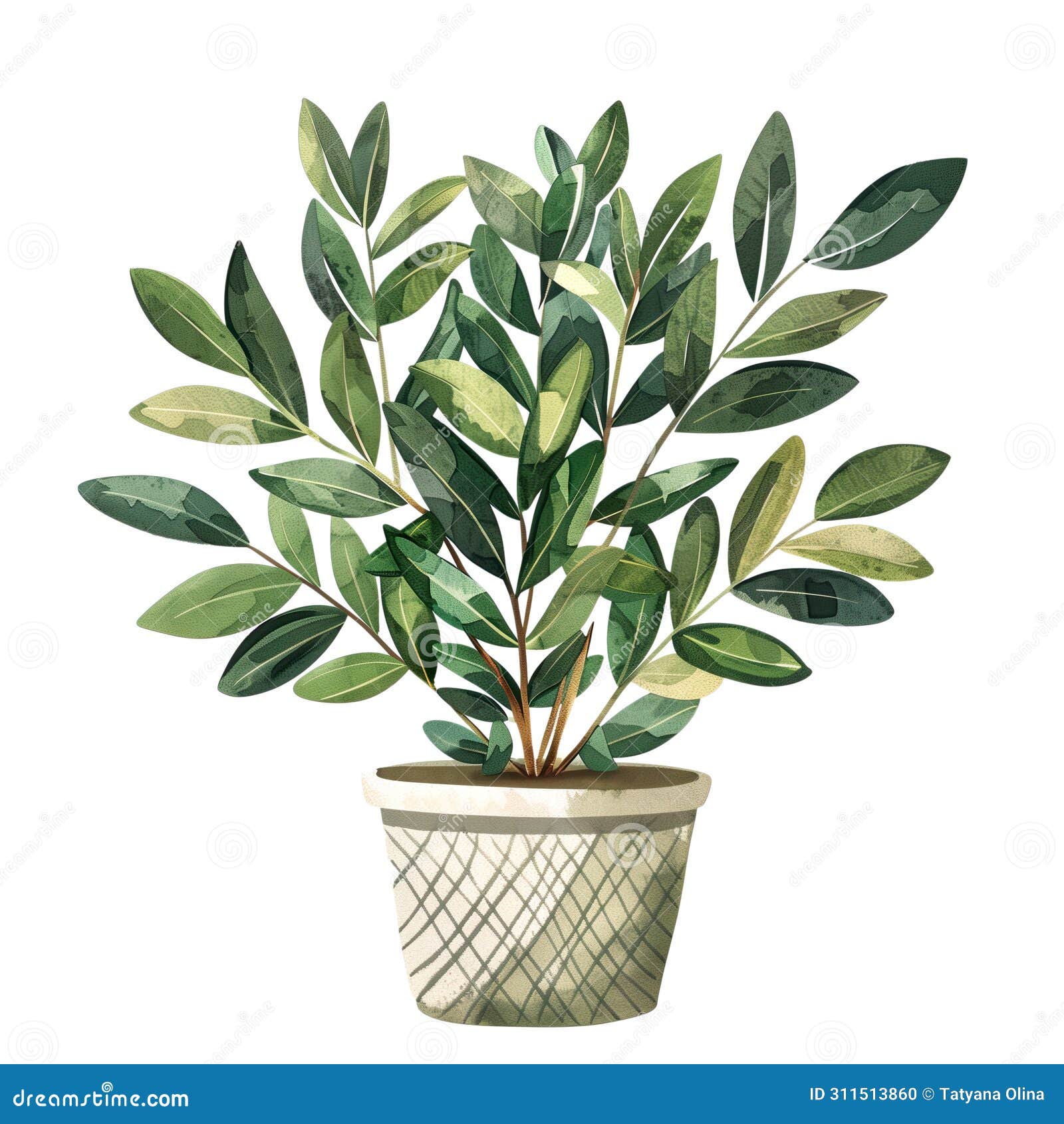Isolated Illustration of a ZZ Plant Stock Photo - Image of object ...